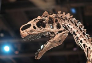 10 Interesting Facts About Evolution